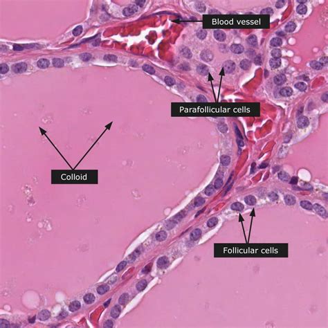 Thyroid Gland Slide Labeled Parafollicular Cells