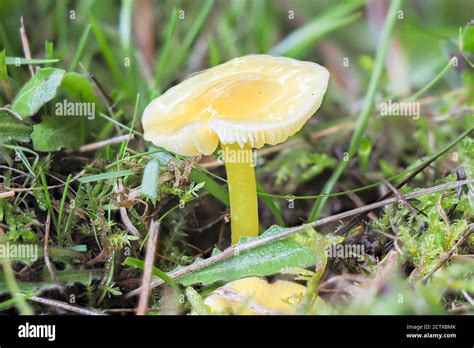 The Golden Waxcap Hygrocybe Chlorophana Is An Inedible Mushroom