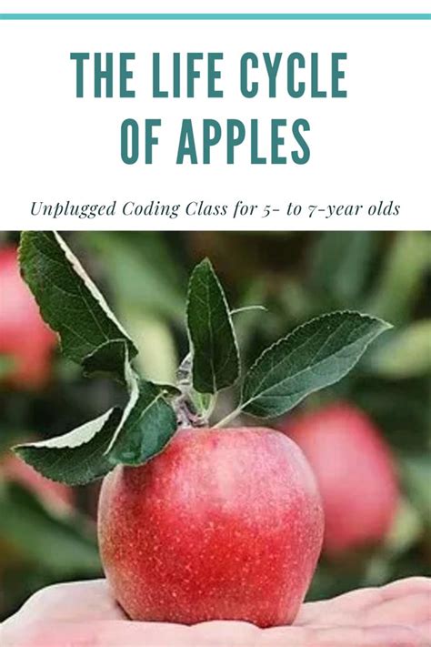 Back To School With Coding Unplugged The Life Cycle Of Amazing Apples