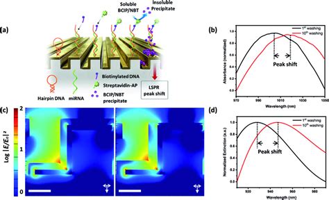 A Scheme For Mirna Detection B Lspr Peak Shift Induced By Repeated Download Scientific