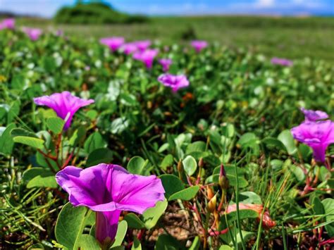 Simple සතිය මැද ලැබෙන පාසල් නිවාඩු දිනයක වෙනදා වෙලාවටත් කලින්ම මහත් උද්යෝගයකින් අවදි වී සරල