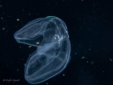 Evelyn Caporali Gallery 6 South Florida Underwater Photography Society