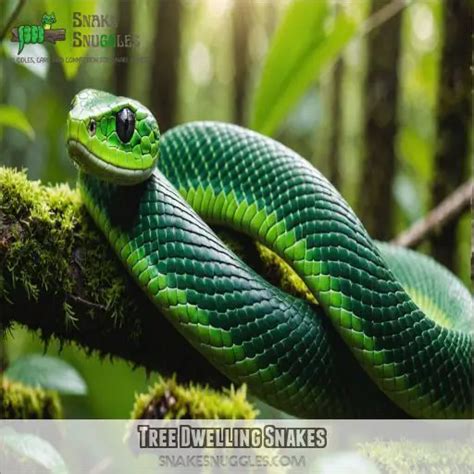 Tree Dwelling Snakes Hidden Hunters Of The Canopy Habitats Exposed Tree Dwelling Snakes Hidden Hunters Of The Canopy Habitats Exposed