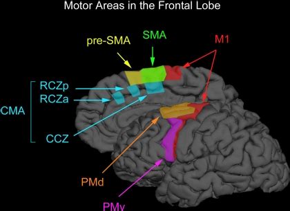 Supplementary Motor Area Mri