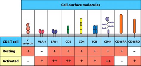 T Cell Effector Mechanisms Flashcards Quizlet