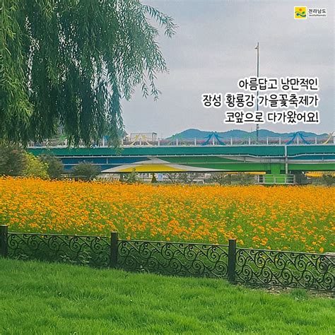 전남 장성여행 꽃강이 흐르는 장성 황룡강 가을꽃축제 네이버 포스트