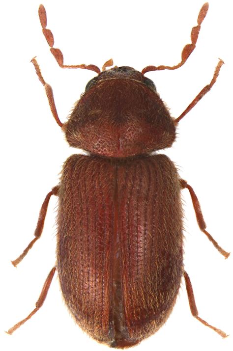 Biscuit Beetle Control In London Shield Pest Control