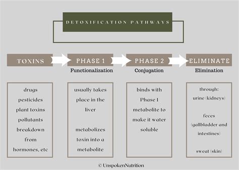 Detoxification Pathway Explained — Unspoken Nutrition