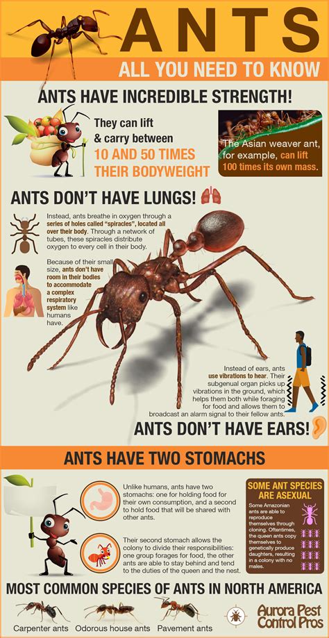 Ants Everything You Need To Know
