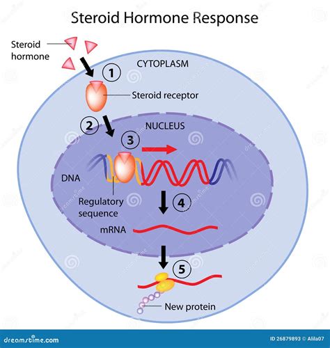 Steroid Hormones Action Stock Vector Illustration Of Action 26879893