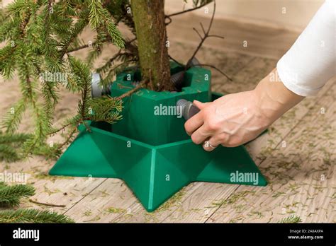 Female Hands Unscrew The Base Under The Christmas Tree Cleaning And Removing The Tree After