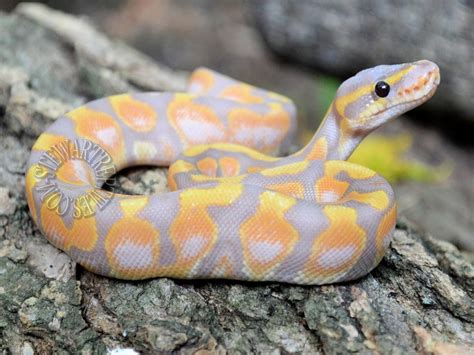 Banana Ball Python Wallpapers Wallpaper Cave