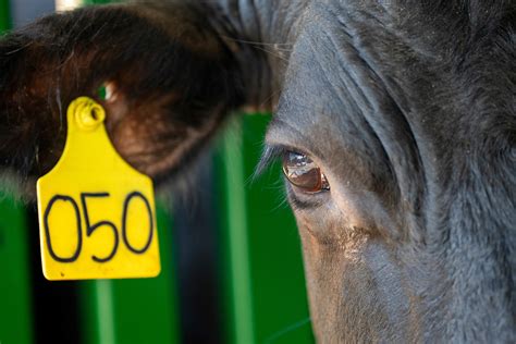 Central Texas Stocker Cattle And Bqa Program June 21 Drovers