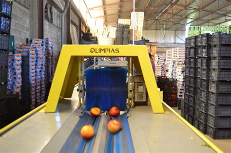 sorting and grading line for peaches and nectarines processing