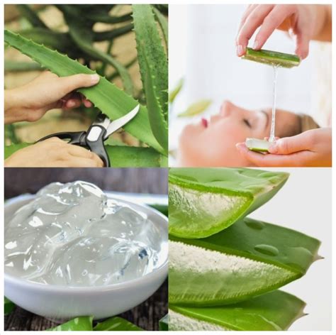 알로에 효능 수제 알로에겔 마스크팩 만들기 효과적인 수딩젤 사용법 네이버 블로그