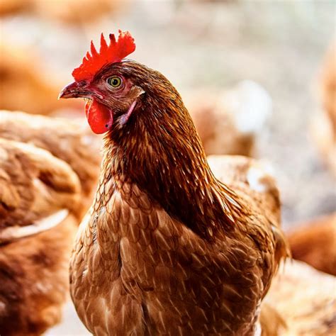 Chicken Movement With 3d Accelerometer Kaggle