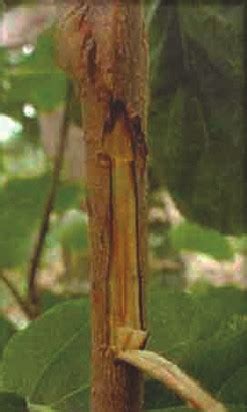 精猕猴桃树溃疡病防治解决方案 植保技术 191农资人 农技社区服务平台