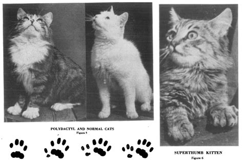 The Aga Journal Of Heredity And Cats Part 5 The 1940s Aga Blog