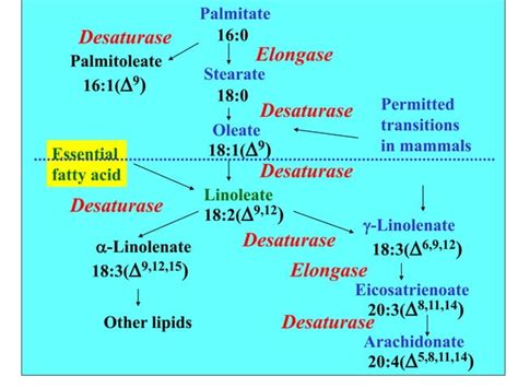 Lipd Biosynthesis 1ppt