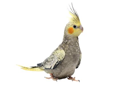 Guía Completa Sobre Ninfas Como Aves De Compañía Prensa Mercosur