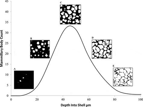 Full Article Quantification Of Eggshell Microstructure Using X Ray Micro Computed Tomography
