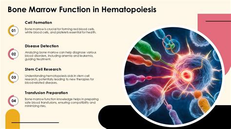 Bone Marrow Function In Hematopoiesis Ppt Template Acp Ppt Example