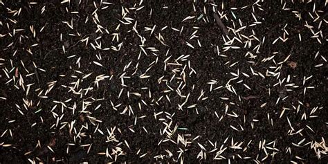 5 Tips For Sowing Grass Seed