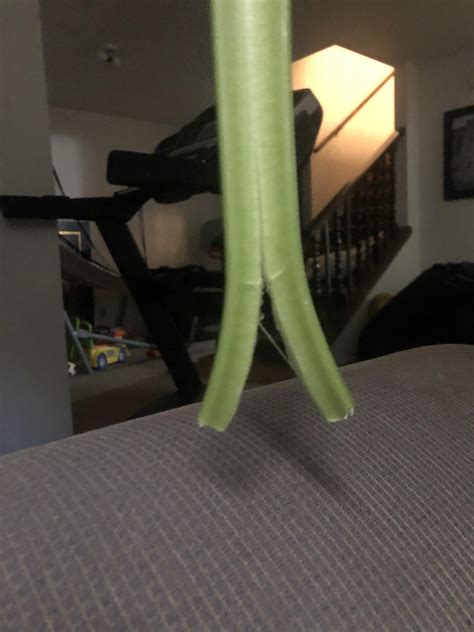 Celery