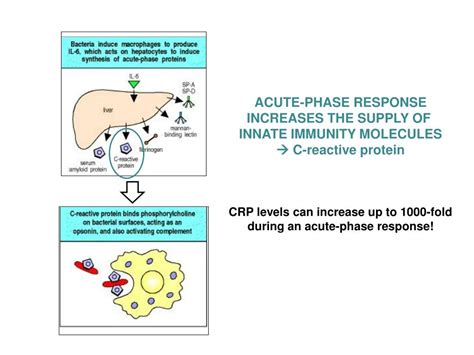 PPT THE COMPLEMENT SYSTEM PowerPoint Presentation Free Download ID 3356096