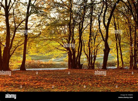 Trees In Fall Season Faded Yellow Foliage Stock Photo Alamy