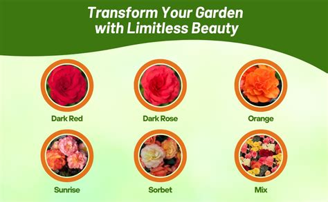 Begonia Limitless Sunrise Flower Seed Mixture For Gardeners