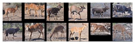 Oveview Of Datasets Wildlife Datasets