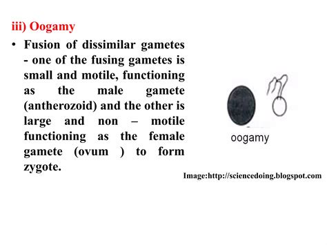 General Characters Of Phaeophyceae And Life Cycle Of Sargassum Smg Pptx