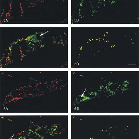 Myenteric Plexus Figure And External Submucous Plexus Figure Of