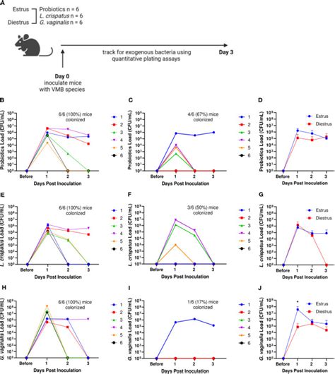 Human Vaginal Microbiota Colonization Is Regulated By Female Sex Hormones In A Mouse Model Pmc