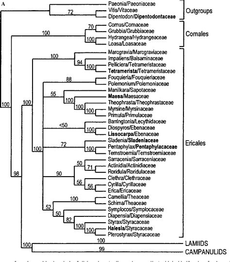 figure 1 from phylogenetics of asterids based on 3 coding and 3 non coding chloroplast dna