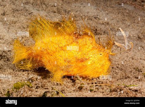 The Striated Frogfish Antennarius Striatus Has Developed A Remarkable