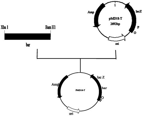 Plant Expression Vector And Application Thereof Eureka Patsnap