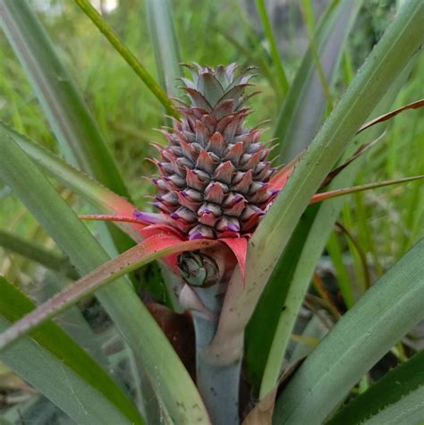 প্রকৃতি ও গাছপালা