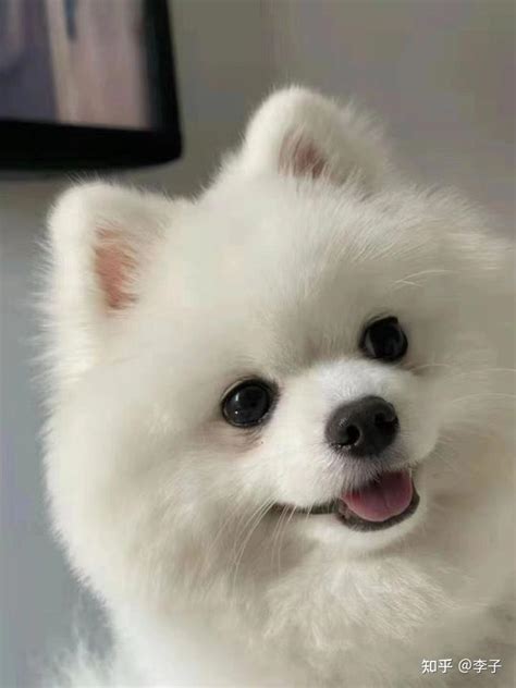家里养博美的一定要注意心脏病 知乎