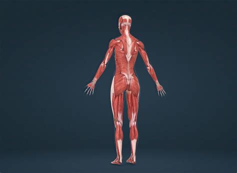 Premium Photo Female Human Muscular System Anatomy