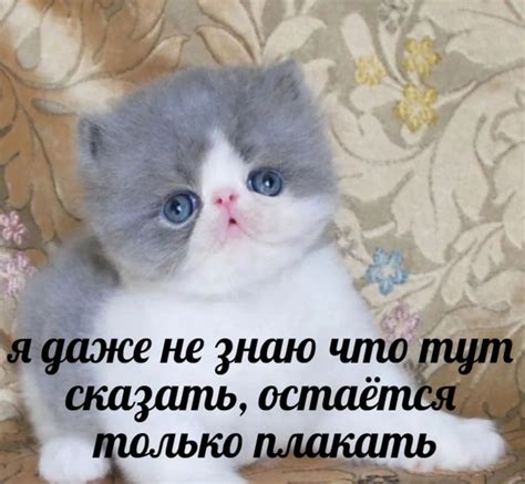 Пин от пользователя лирическая героиня на доске ачто Смешные рожи Мемы Веселые мемы