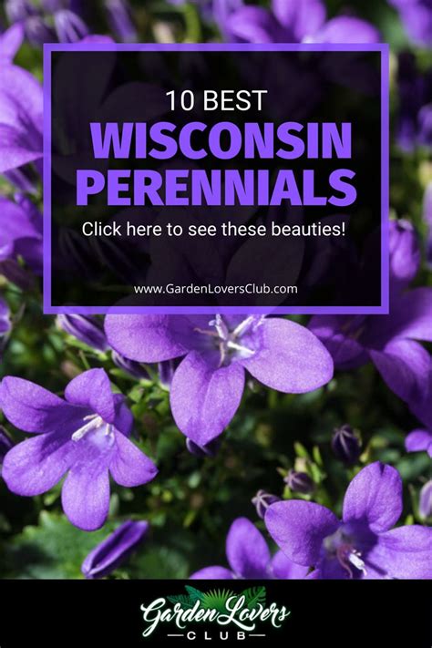 10 Best Wisconsin Perennials Wisconsin Landscaping Ideas Wisconsin