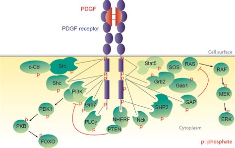 Pdgfra 癌基因 癌症123