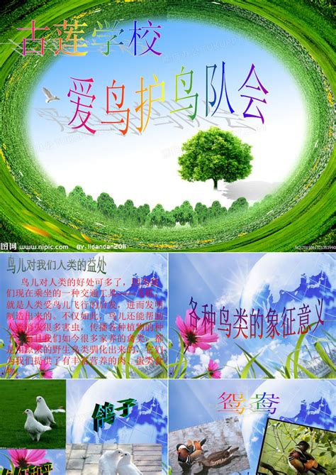 爱鸟护鸟PPT模板下载 编号qvjmovjn 熊猫办公