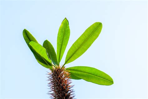 How To Propagate Madagascar Palm A Step By Step Guide