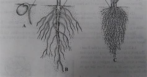 Roots Definitioncharacteristics Types And Regions Of Roots Digieduco