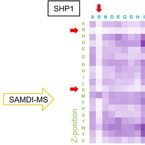Phosphatase Activity Profiling Using Peptide Arrays And Samdi Mass