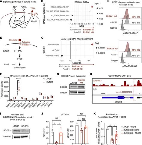 JCI RUNX1 Loss Renders Hematopoietic And Leukemic Cells Dependent On