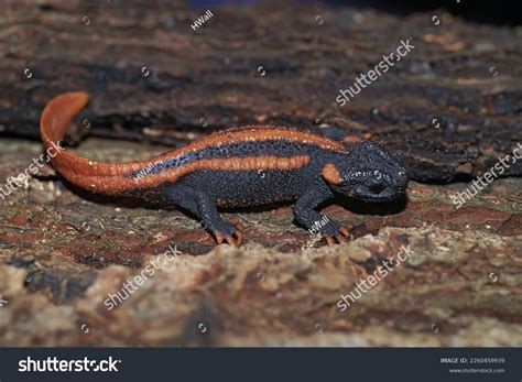Black Knobby Newt